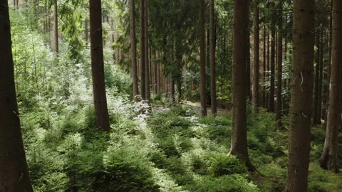 an old needle forest with a new green fo... | Stock Video | Pond5