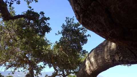 Oak Tree Growing Stock Video Footage | Royalty Free Oak Tree Growing ...