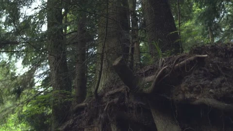 Oak Tree Roots Stock Video Footage | Royalty Free Oak Tree Roots Videos ...