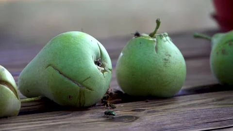 Old pears lie on the bench 4K | Stock Video | Pond5