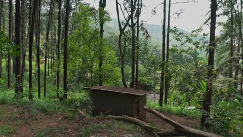 Old Poor House in the forest in Sri Lank... | Stock Video | Pond5