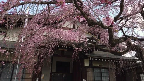 Old sakura tree blooming over traditiona... | Stock Video | Pond5