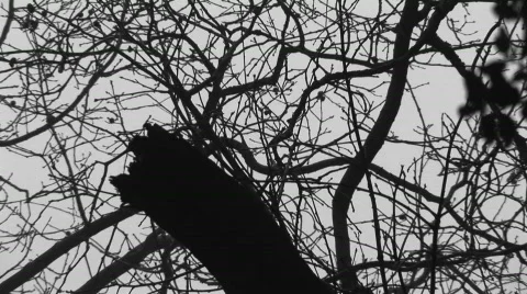 Old Spooky Oak Tree Foggy Eve. Angeles ... | Stock Video | Pond5