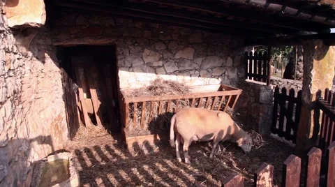 Old stables with sheep | Stock Video | Pond5