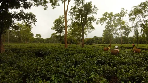 Old tea plantation far women pickers col... | Stock Video | Pond5