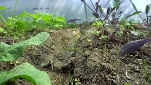 Old Traditional irrigation system using ... | Stock Video | Pond5