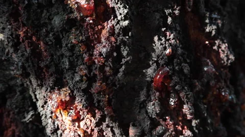 Old tree bark texture, sap, resin, extre... | Stock Video | Pond5