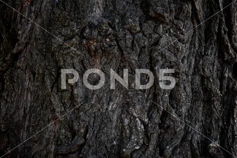 Old tree bark texture. Tree detail, texture. ~ Hi Res #128119428