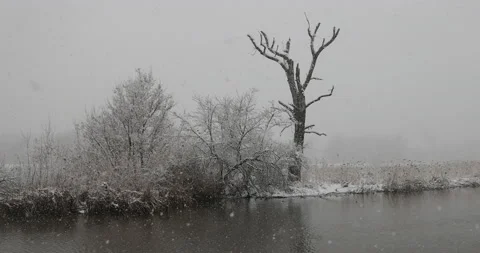 Old Tree Falling Stock Videos – Royalty-Free HD & 4K Videos