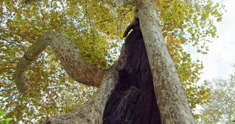 Core Tree Stock Videos – Royalty-Free HD & 4K Videos | Pond5