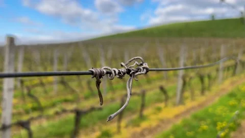 Old vine wraps around a wire in the back... | Stock Video | Pond5