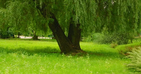 Willow 4 Stock Videos – Royalty-Free HD & 4K Videos