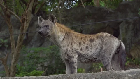 Older cute hyena at zoo looking around. ... | Stock Video | Pond5