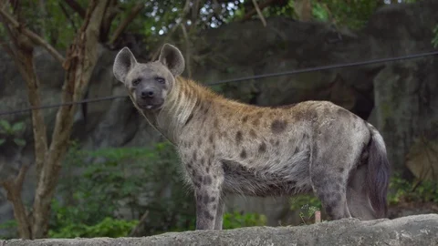 Older cute hyena at zoo looking around. ... | Stock Video | Pond5