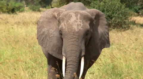 Older scarred elephant full face forward | Stock Video | Pond5