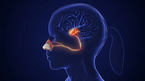 Olfactory Sensory Nerve Pathway for Smel... | Stock Video | Pond5