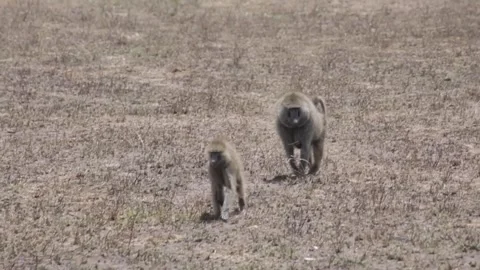 Baboon Images Stock Videos – Royalty-Free HD & 4K Videos | Pond5