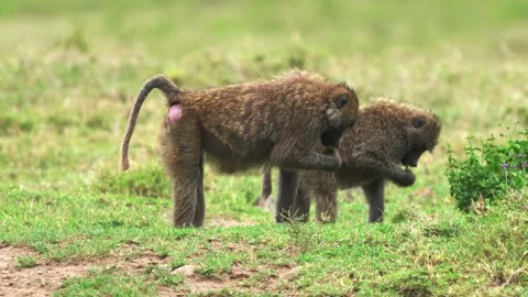 Olive Baboon Papio anubis also Anubis ba... | Stock Video | Pond5