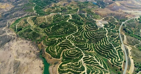 olive fields filmed in aerial view, sple... | Stock Video | Pond5