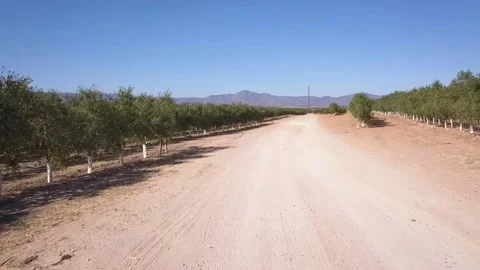 Olive grove view. Desert soil, desertifi... | Stock Video | Pond5