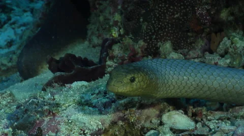 Deep Sniff Stock Videos – Royalty-Free HD & 4K Videos