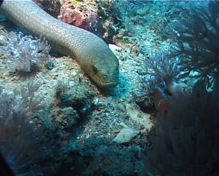 Olive Sea Snake Stock Footage ~ Royalty Free Stock Videos | Pond5