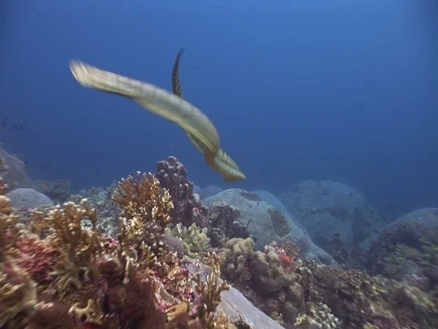 Sea Snakes Stock Videos – Royalty-Free HD & 4K Videos