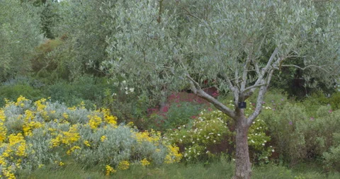 An olive tree and colorful flowers in a ... | Stock Video | Pond5