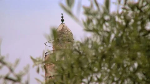 Olive Tree Palestine Stock Video Footage | Royalty Free Olive Tree ...