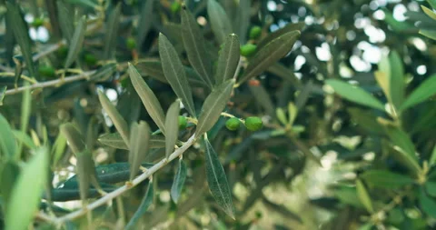 Olive tree with green ripe olives in an ... | Stock Video | Pond5