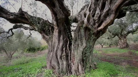 Olive tree over 1000 years old centenari... | Stock Video | Pond5