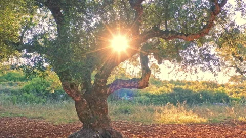 Olive tree plant in garden. Rustic count... | Stock Video | Pond5