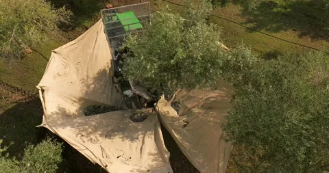Olive tree shaker harvester shaking oliv... | Stock Video | Pond5