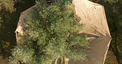 Olive tree shaker harvester shaking oliv... | Stock Video | Pond5