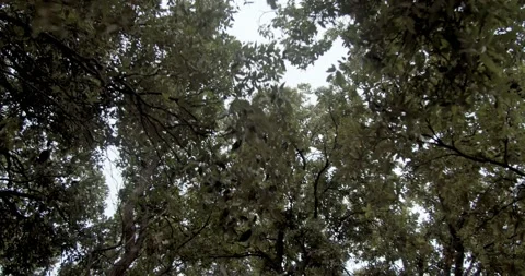Olive trees and leaves shaking in the wi... | Stock Video | Pond5