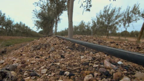 Olive trees plantation irrigation system... | Stock Video | Pond5