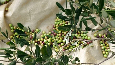 Olives on ground on olive tree plantatio... | Stock Video | Pond5
