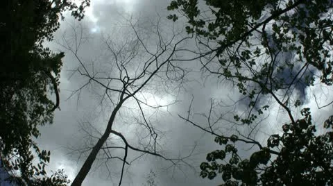 Ominous Dead Tree Stock Video Footage | Royalty Free Ominous Dead Tree ...