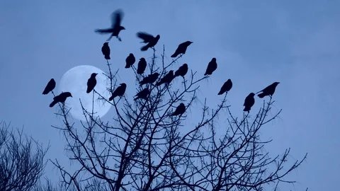 Plotting Stock Footage ~ Royalty Free Stock Videos | Pond5