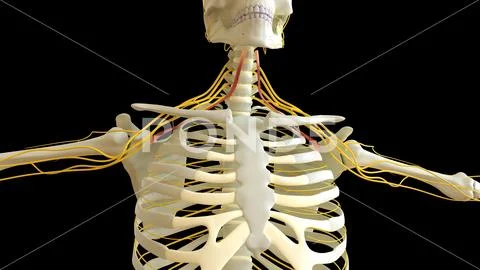 Omohyoideus Muscle anatomy for medical concept 3D rendering: Royalty ...