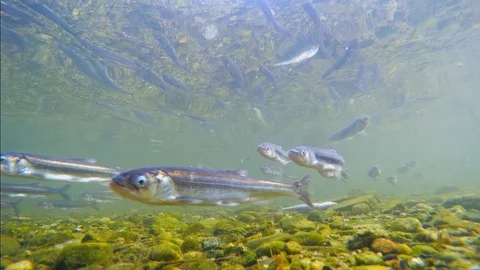 Oncoming Swarms of Hooligan Fish Swimmin... | Stock Video | Pond5