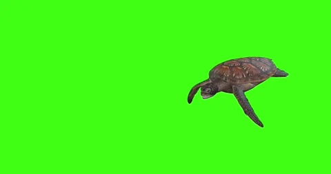 Turtle Green Screen Stock Video Footage | Royalty Free Turtle Green ...