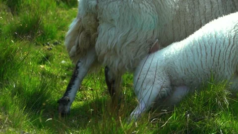 One Baby Sheep Breast Feeds from Its Mot... | Stock Video | Pond5