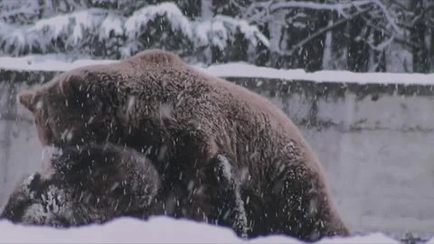 One bear is knocked down and the other o... | Stock Video | Pond5