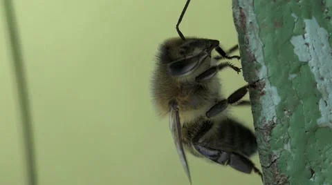One Bee in front of beehive, insects, ga... | Stock Video | Pond5