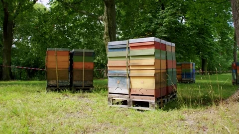 One beehive in the city park. Urban gard... | Stock Video | Pond5