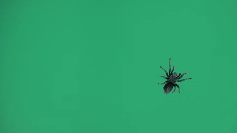 Green Screen Spider Stock Video Footage | Royalty Free Green Screen ...
