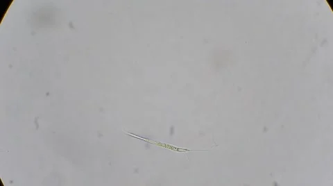 One Cell Microorganisms Stock Footage ~ Royalty Free Stock Videos | Pond5