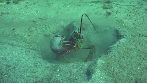 Lobster Claw Stock Video Footage | Royalty Free Lobster Claw Videos | Pond5