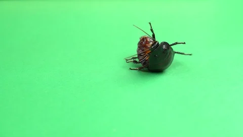 Cockroach Green Screen Stock Footage ~ Royalty Free Stock Videos | Pond5